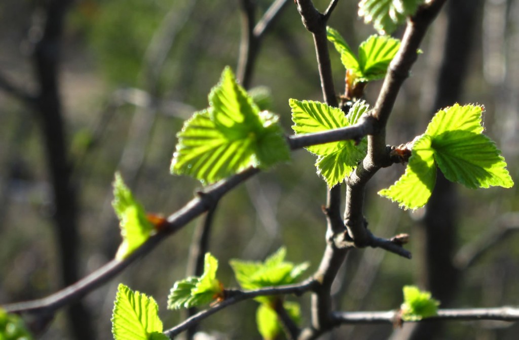 Over in Iceland, wild food is alive and well — at least in the gift ...